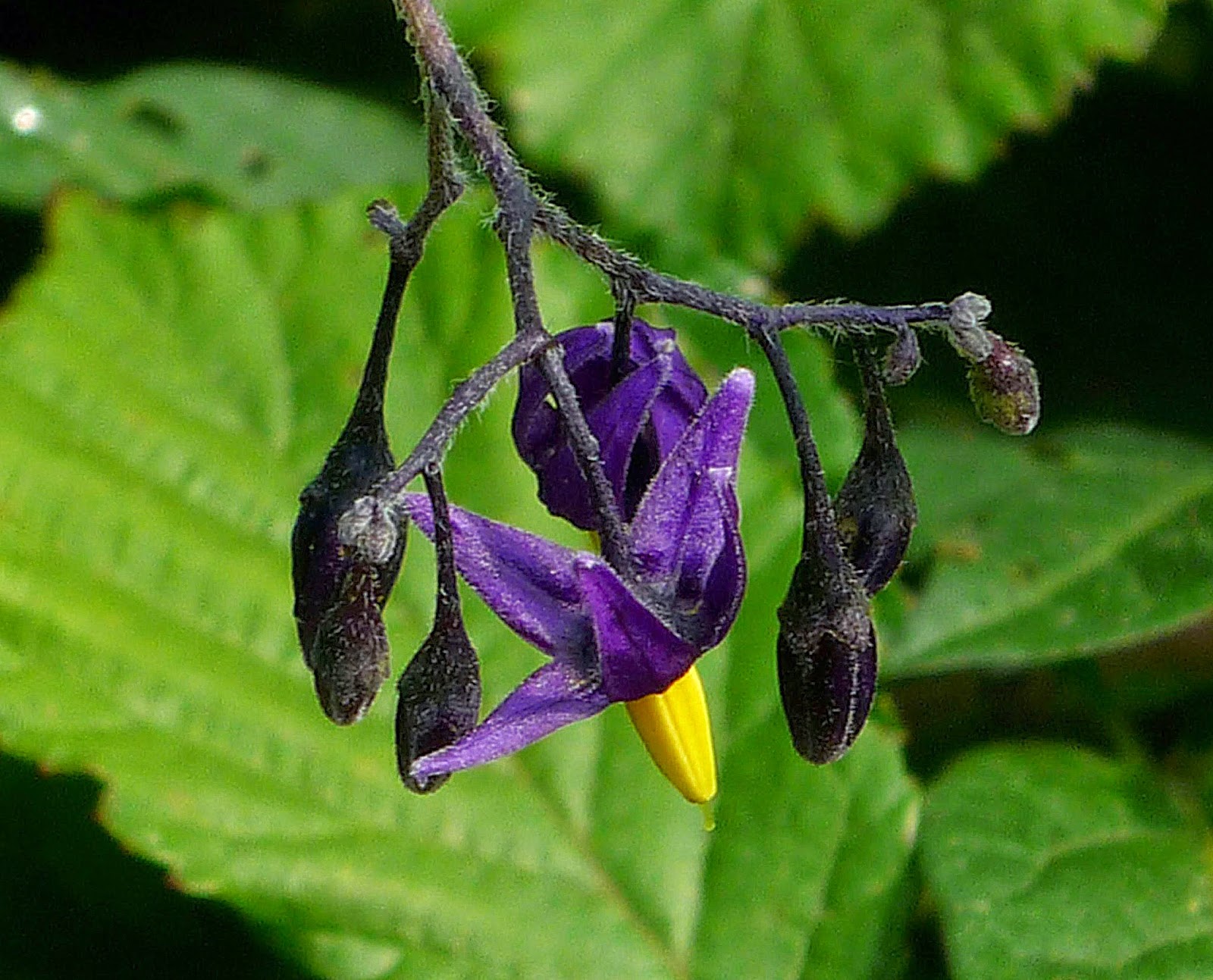 Solanum dulcamara