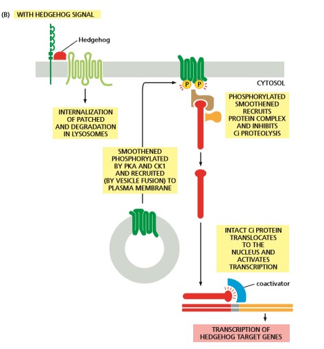 Bits and Bytes of Biology: Hedgehog signalling pathway