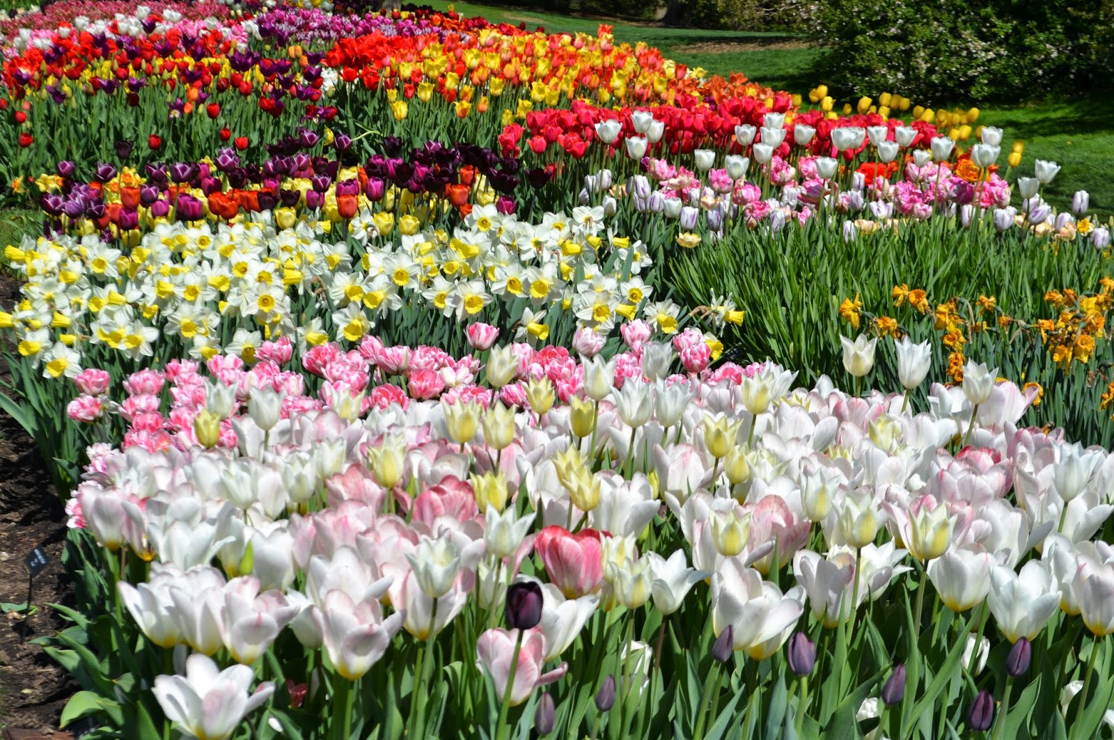 It's All About Purple: Longwood Gardens, In Spring!!