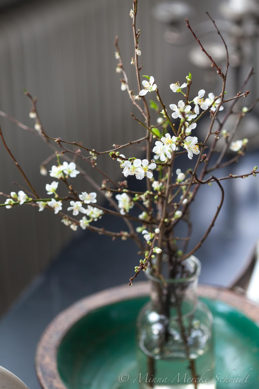 Driva kvistar på våren - enkla tips