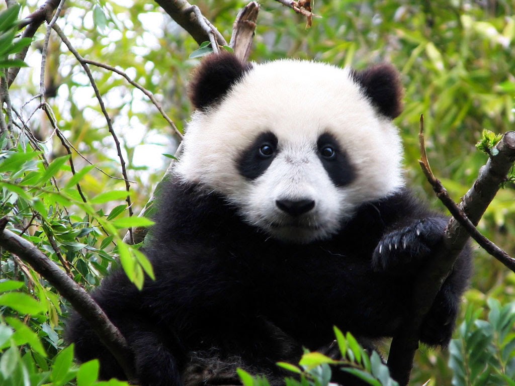 Panda City: Цікаві факти про велику панду