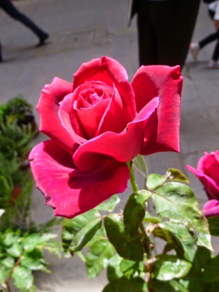 FOTOS DES DEL BERGUEDÀ: LA ROSA VERMELLA COLOR DE LA SANG