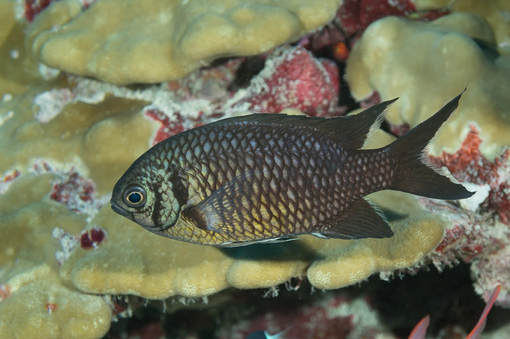 DAMSEL FISH ~ Everything About Fish