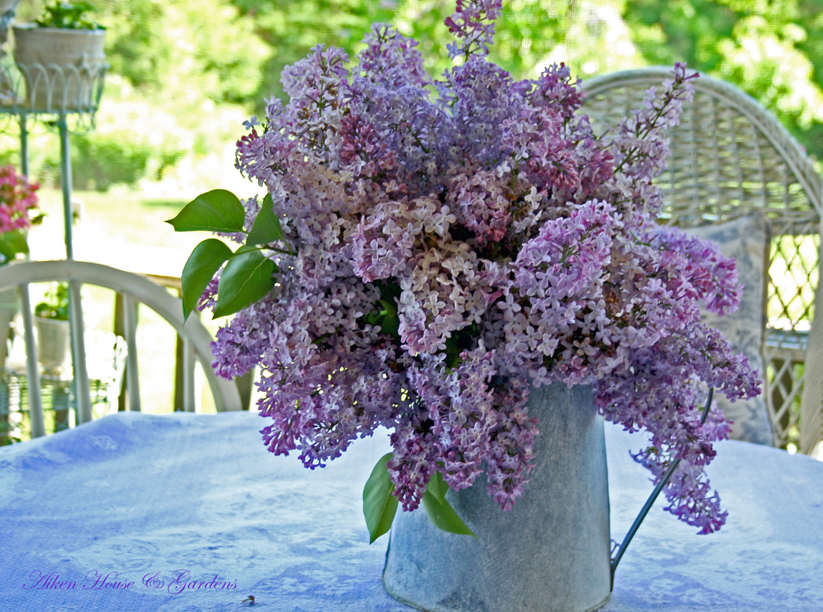 Aiken House & Gardens: For the Love of Lilacs