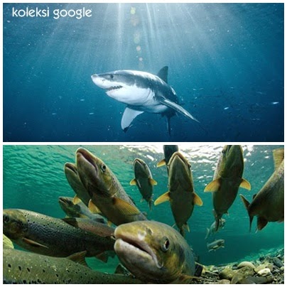Kisah Inspiratif Ikan Hiu dan Ikan Salmon