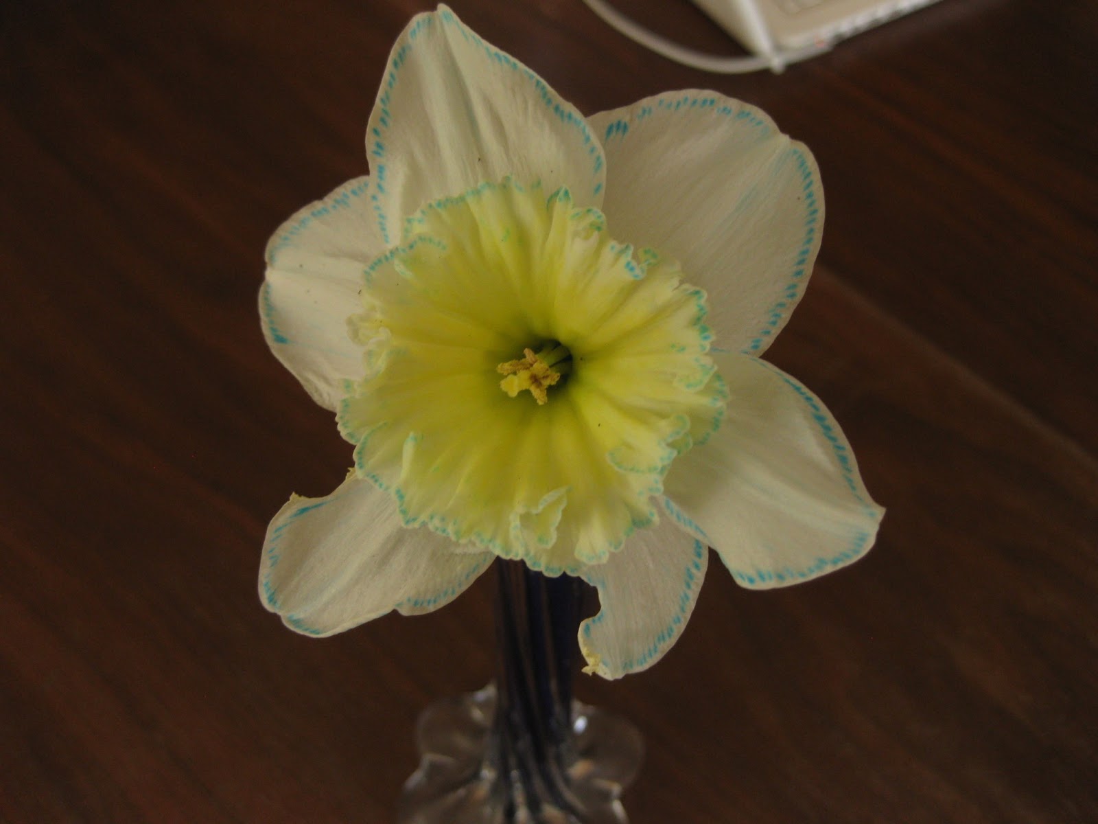 Growing A Garden In Davis: Blue Daffodil