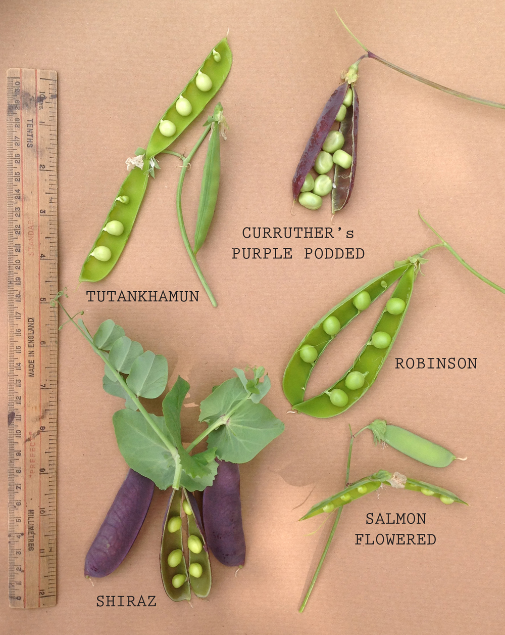 purple podded peas: As UN-alike as peas in a pod