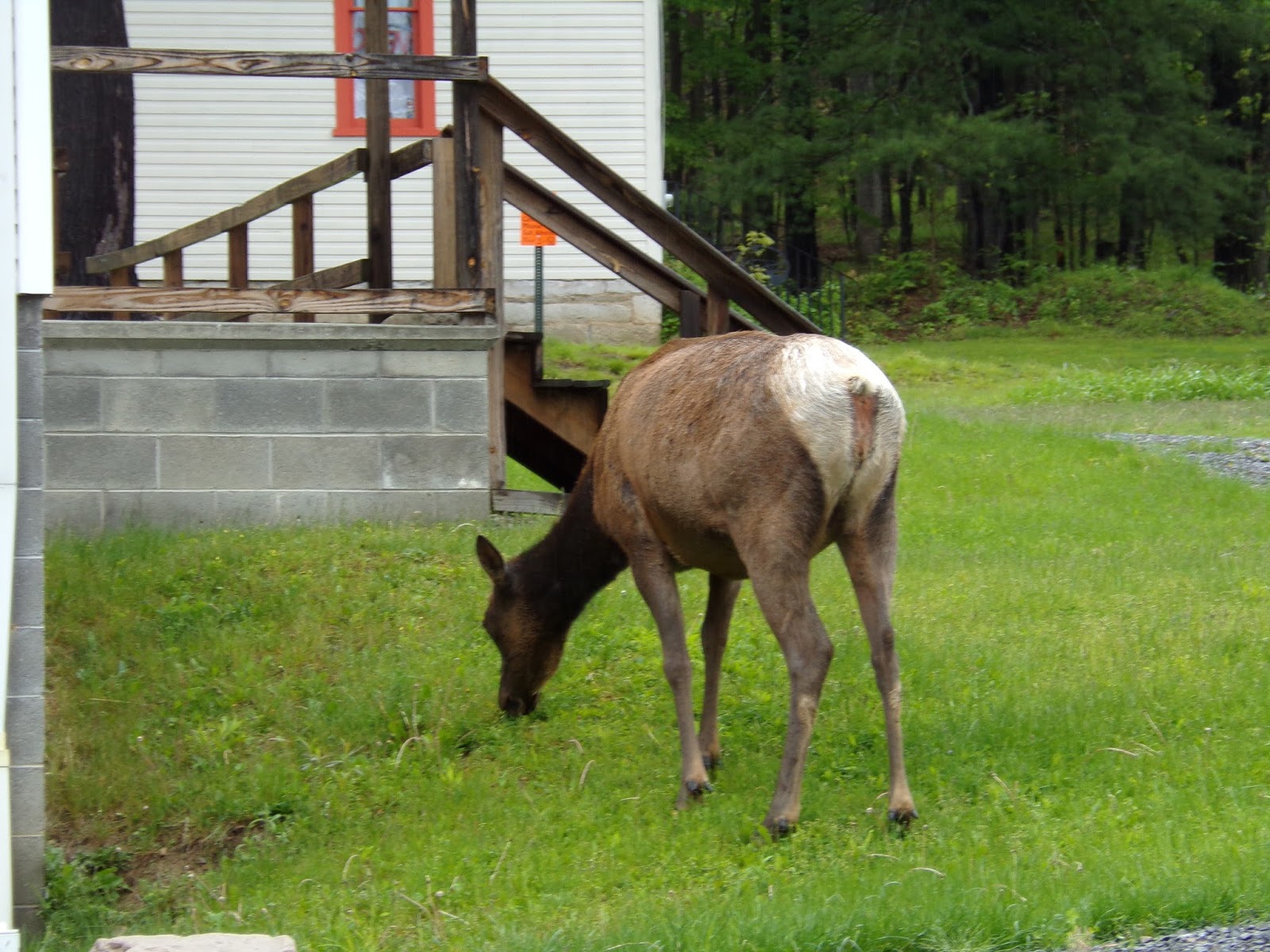 Learning about PA's Elk Herd at the Elk Country Visitor Center ...