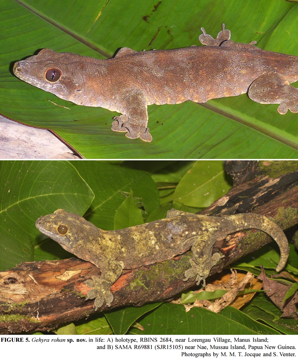 Species New to Science: [Herpetology • 2016] Gehyra rohan • A New ...