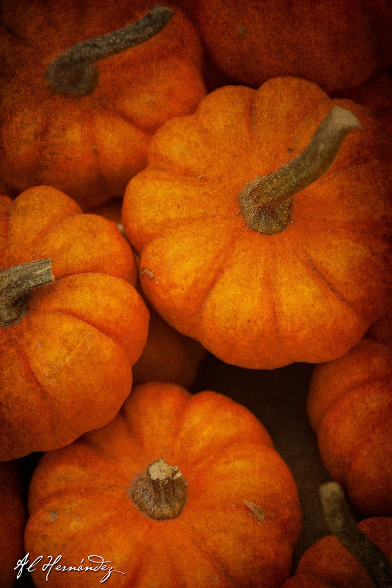 Daily Journey: Autumn: Springtime in the Fall