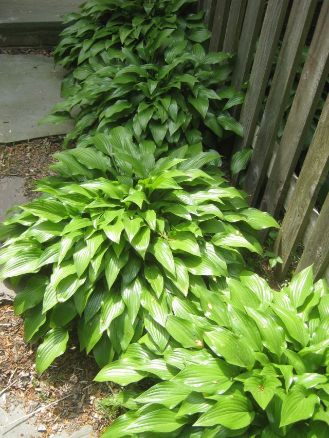 Future Plants by Randy Stewart: Hosta