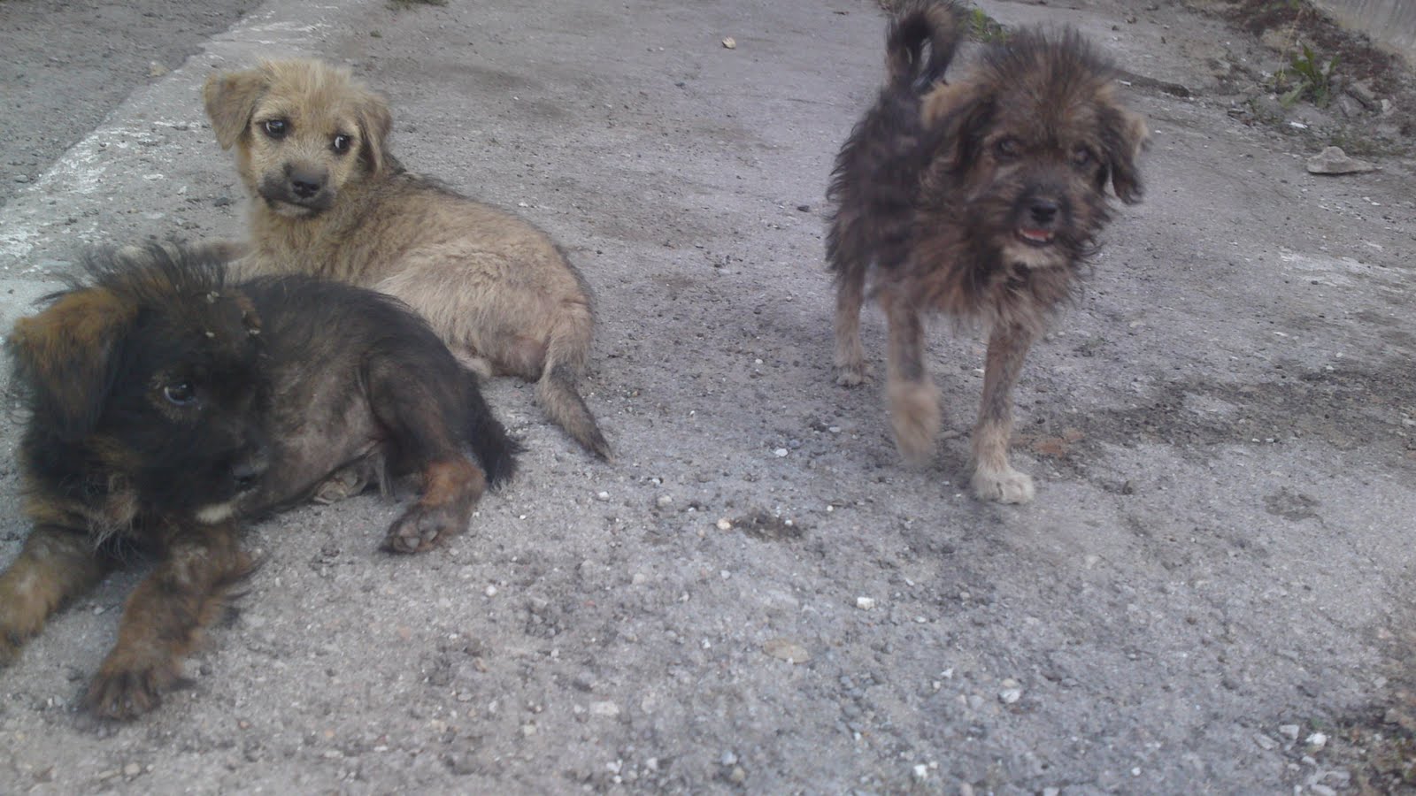 adinelolariu.blogspot.com: Vrea cineva sa adopte cei mai urati 3 catei ...