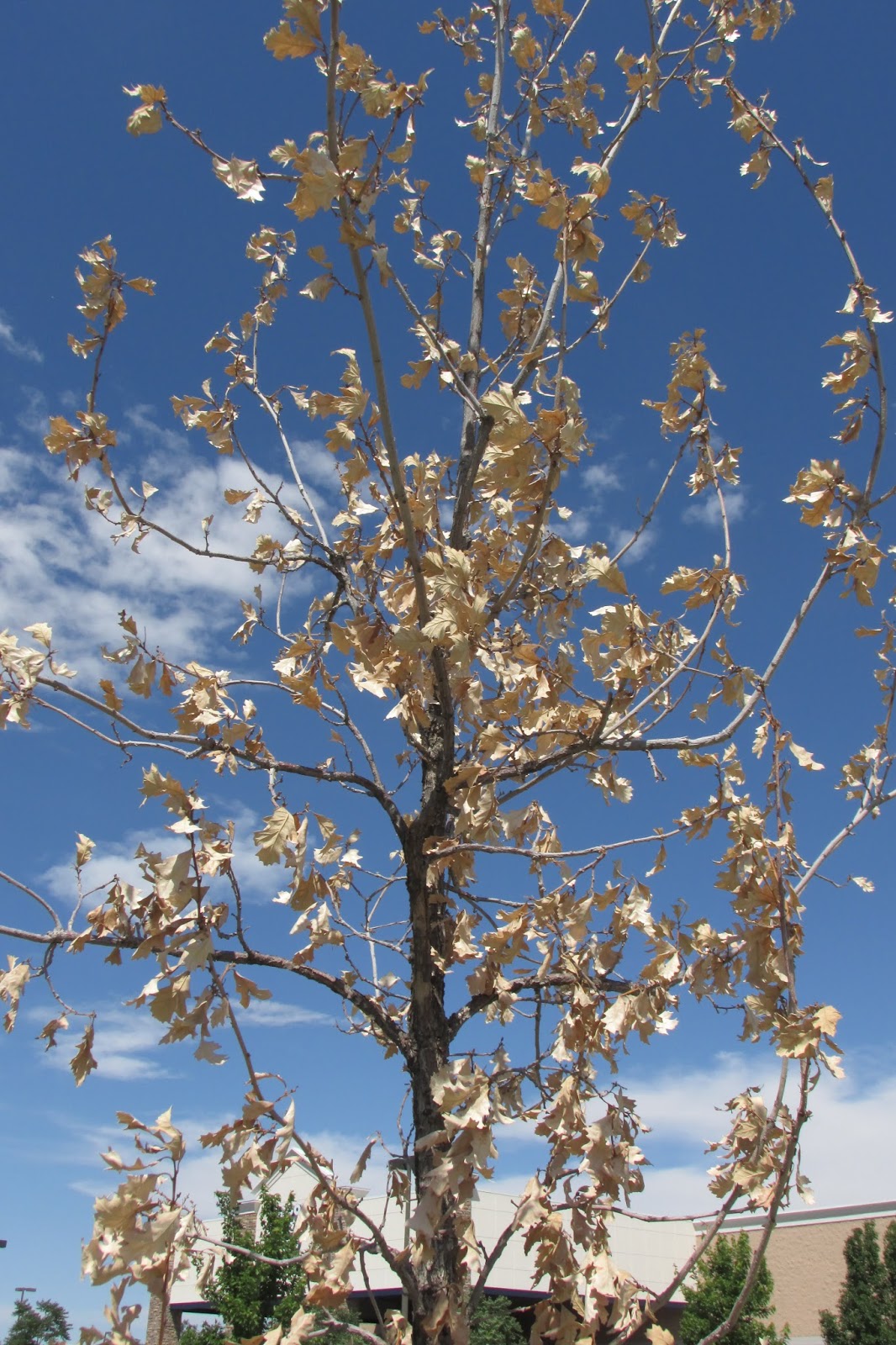 Tagawa Gardens: Do your trees have leaf scorch?