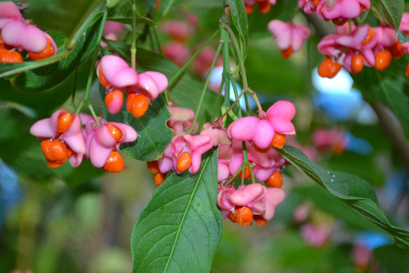 Euonymus Europaeus