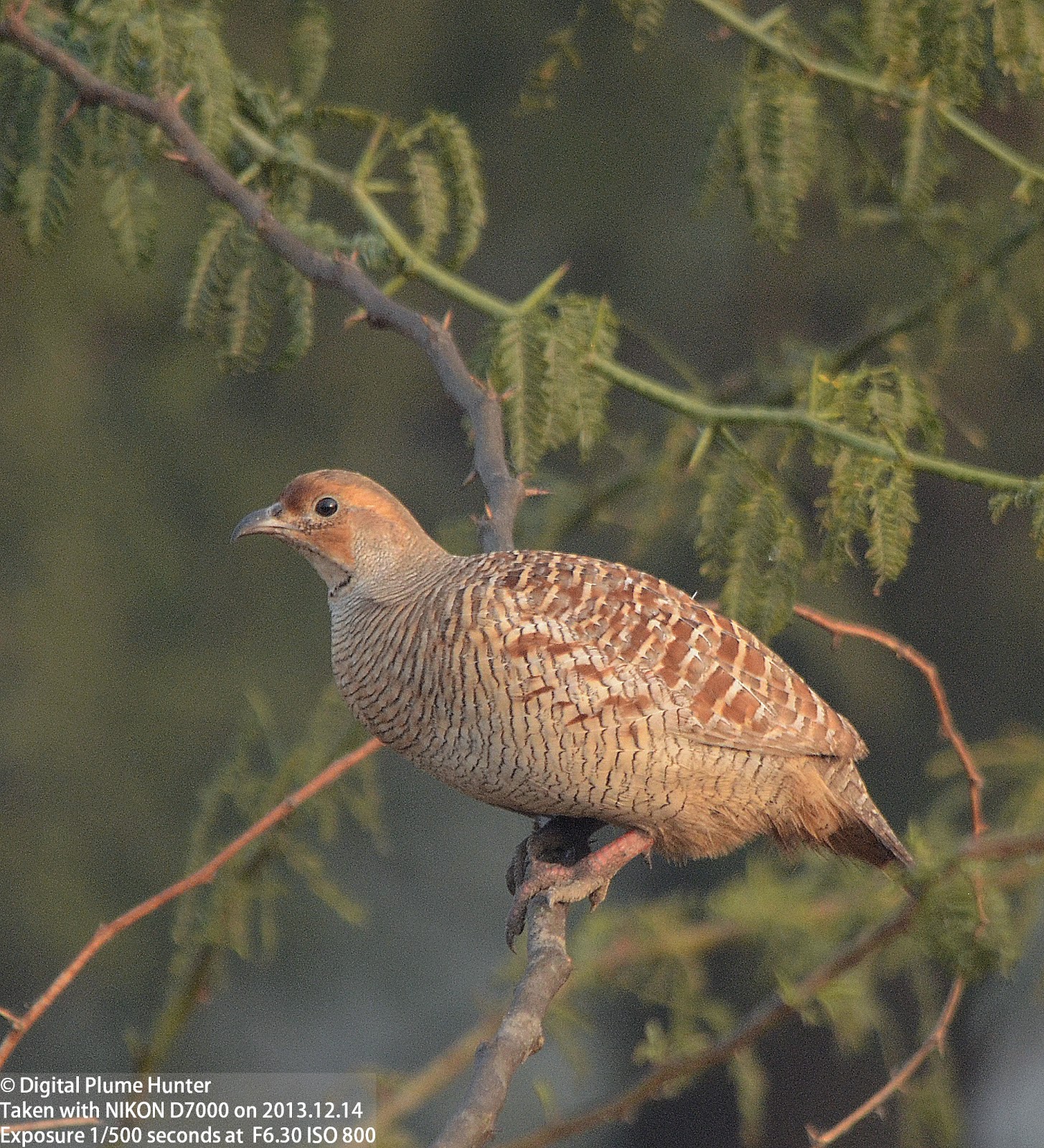 Hunting Digital Plumes in the US and Beyond: Birding the Extraordinary ...