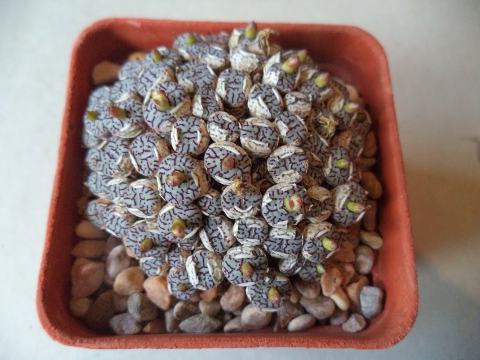 Succulent Sundae: CONOPHYTUM MINIMUM WITTEBERGENSE