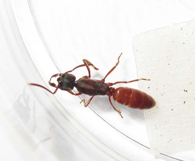 Photos and Info on Ants and Termites of Malaysia: Buniapone amblyops