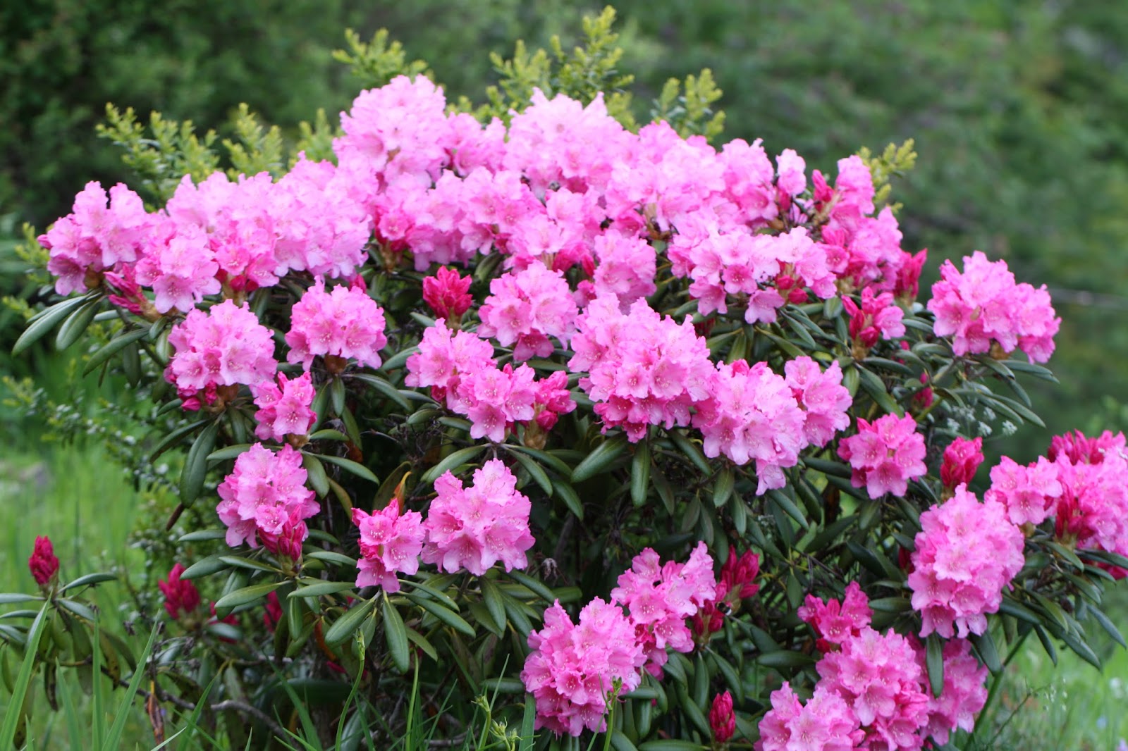 ANNES HAGEVERDEN: Juni måned, med blomster og busker :-)