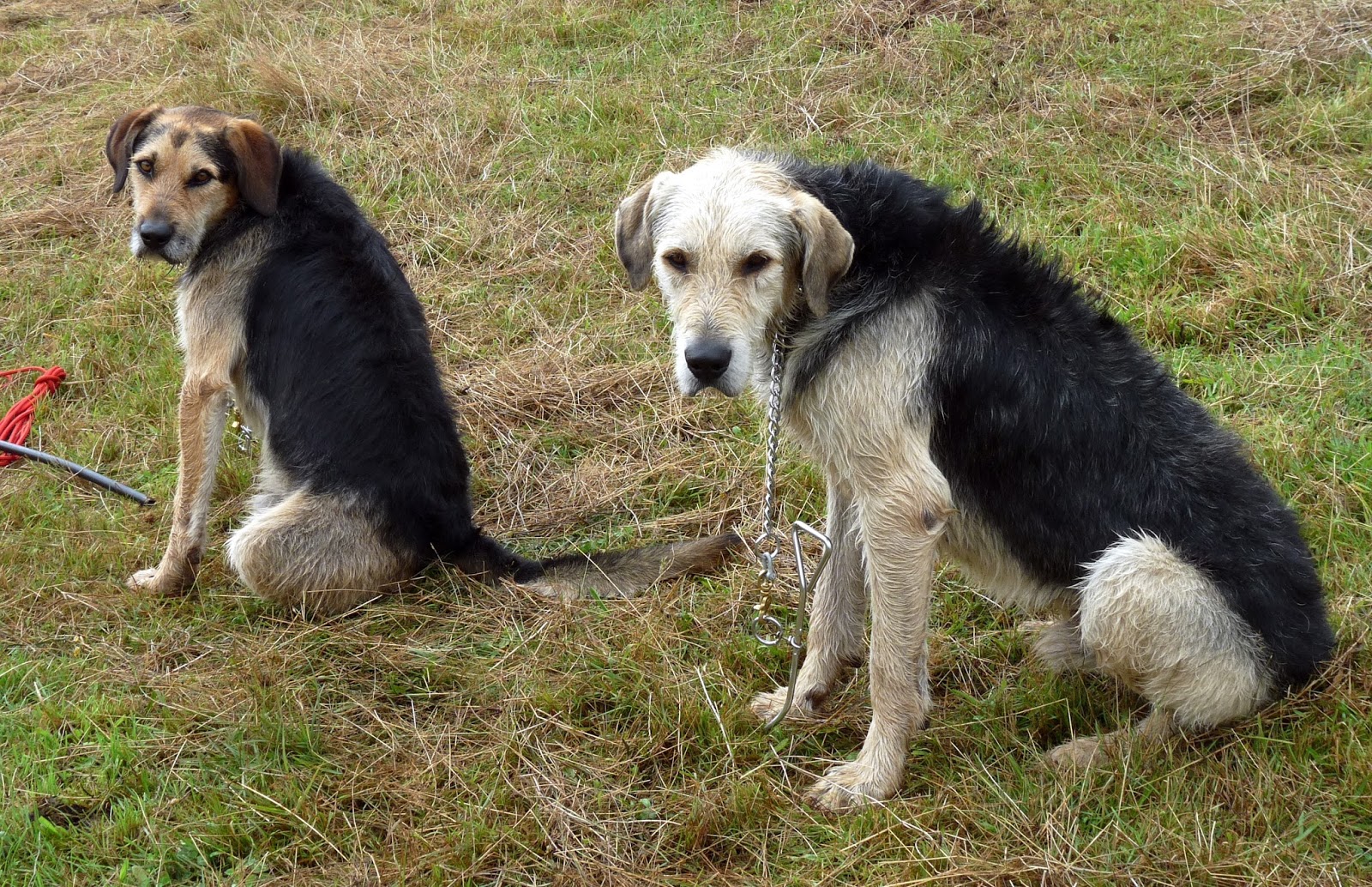 Woolshed 1: New Zealand farming. Farm working dogs – Glossary of terms