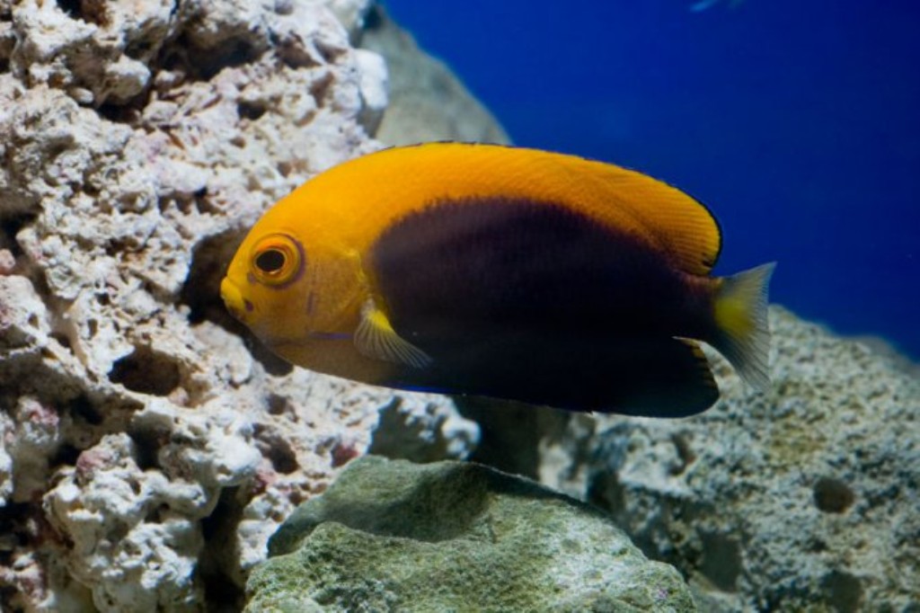 Fish Pictures: Orange-back angelfish - Centropyge acanthops