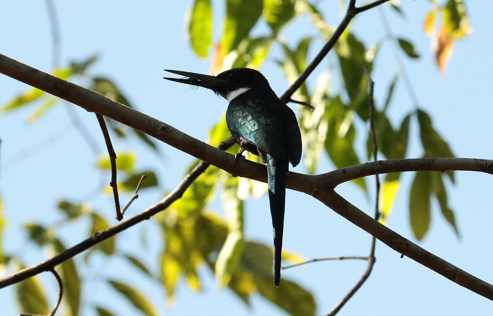 Nuestro bello mundo...: Part IX, Birding Tour , El Brujo, El Pauji