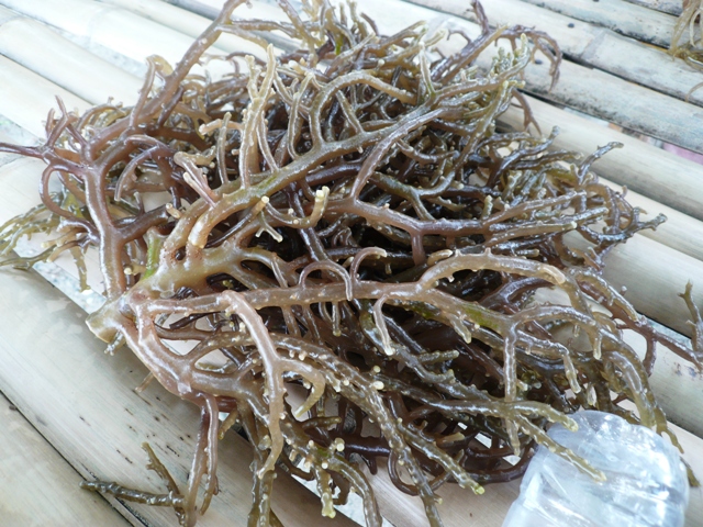 Rumput Laut: Rumput Laut Bisa Berubah Warna