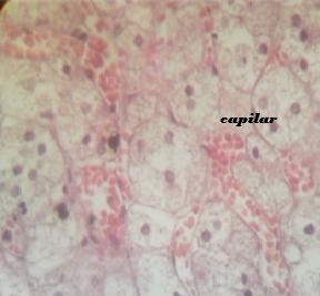 atlas de histología: SISTEMA CIRCULATORIO