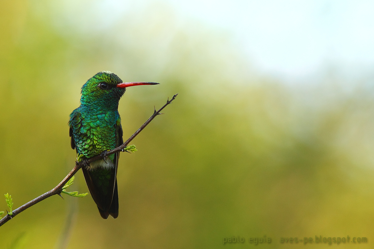 mis fotos de aves: Chlorostilbon lucidus Picaflor Verde Glittering ...