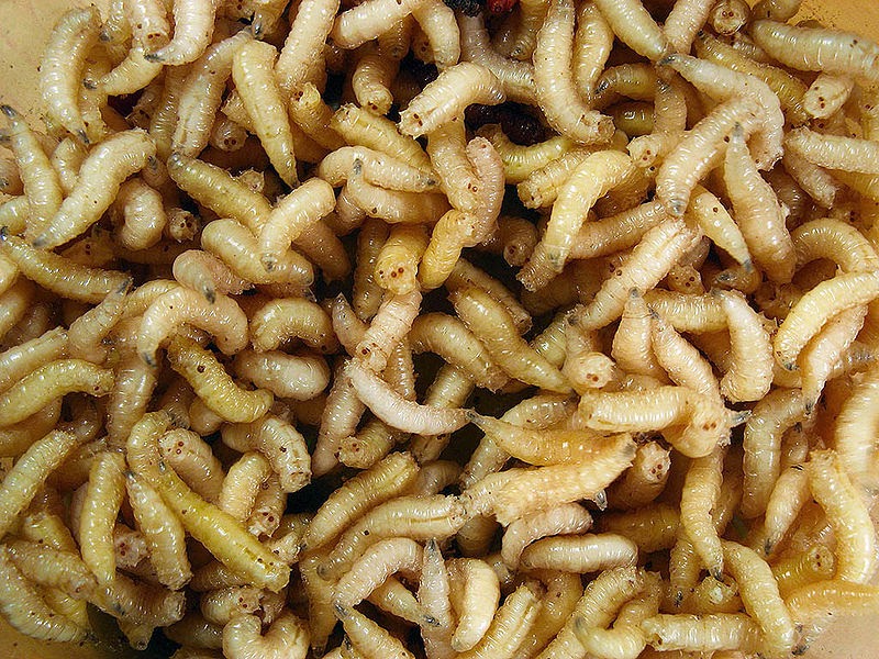 LIFE'S ADVENTURE: Do Not Offer Me Rice Ever..It Looks Like Maggots ...