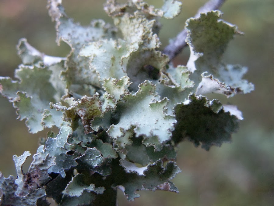 Lichen Spice