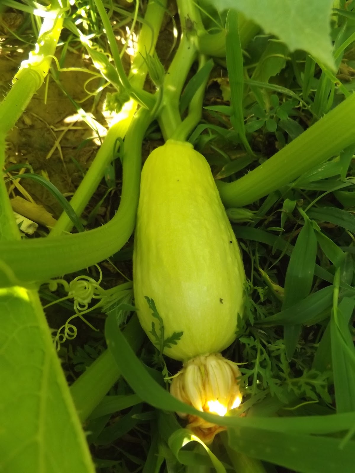 Late June 2015 garden update (harvesting squash) | Gardening Forums