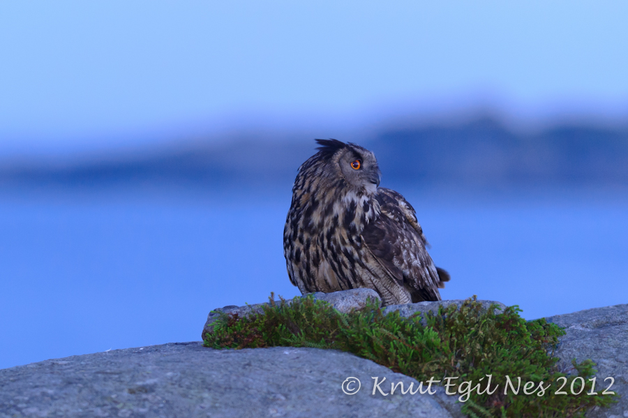 Knut Egil Nes-Naturopplevelser: Hubro, hubro, hubro