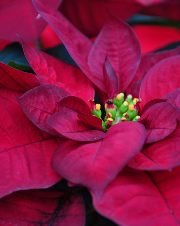 Three Dogs in a Garden: The Poinsettia Re-Imagined
