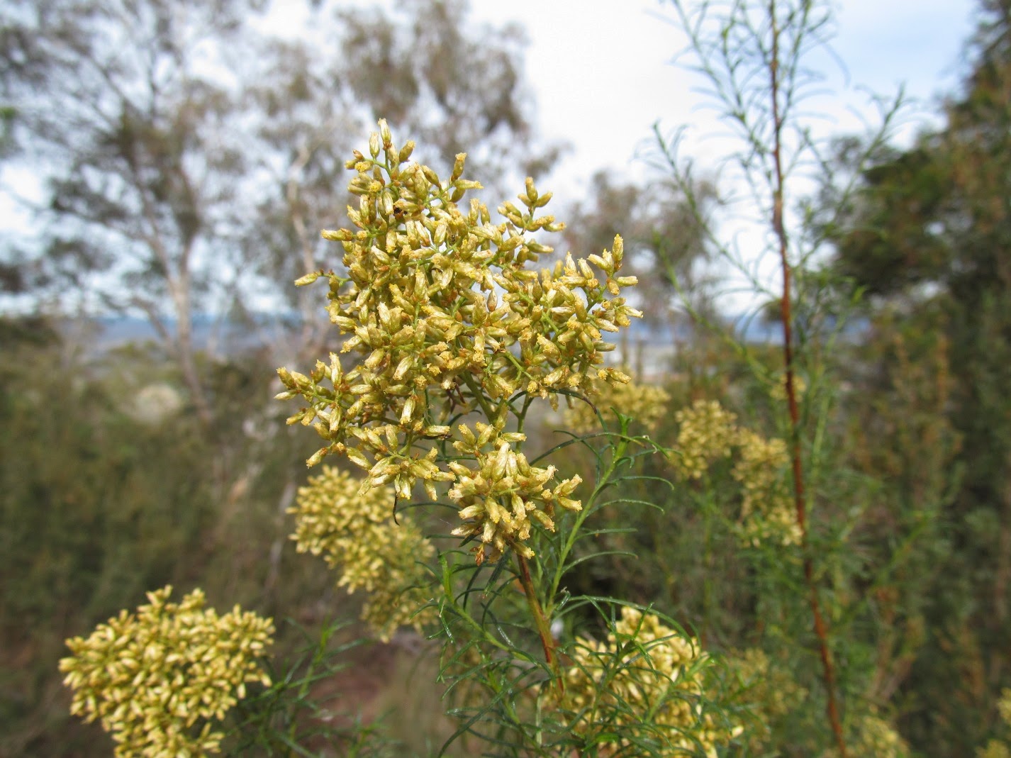 PhyloBotanist: Botany picture #149: Cassinia quinquefaria