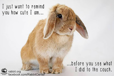 Rabbit Ramblings: Funny Bunny Monday Meme*day