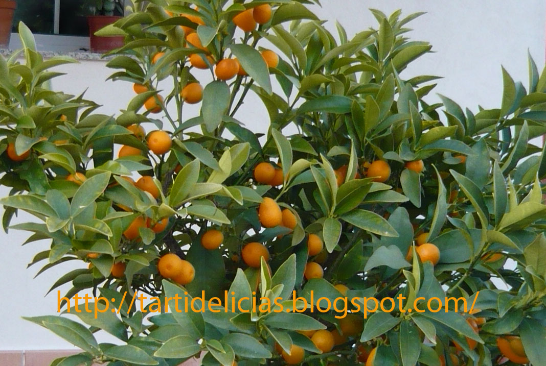 Tartidelicias: Dulce de Quinoto