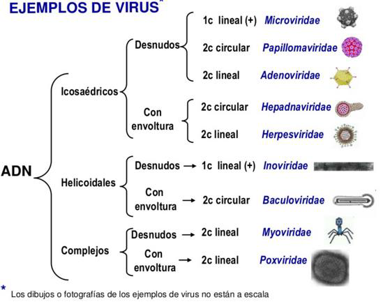 Bioquímica Diagnóstica BQD-YAI: Clasificación de los virus