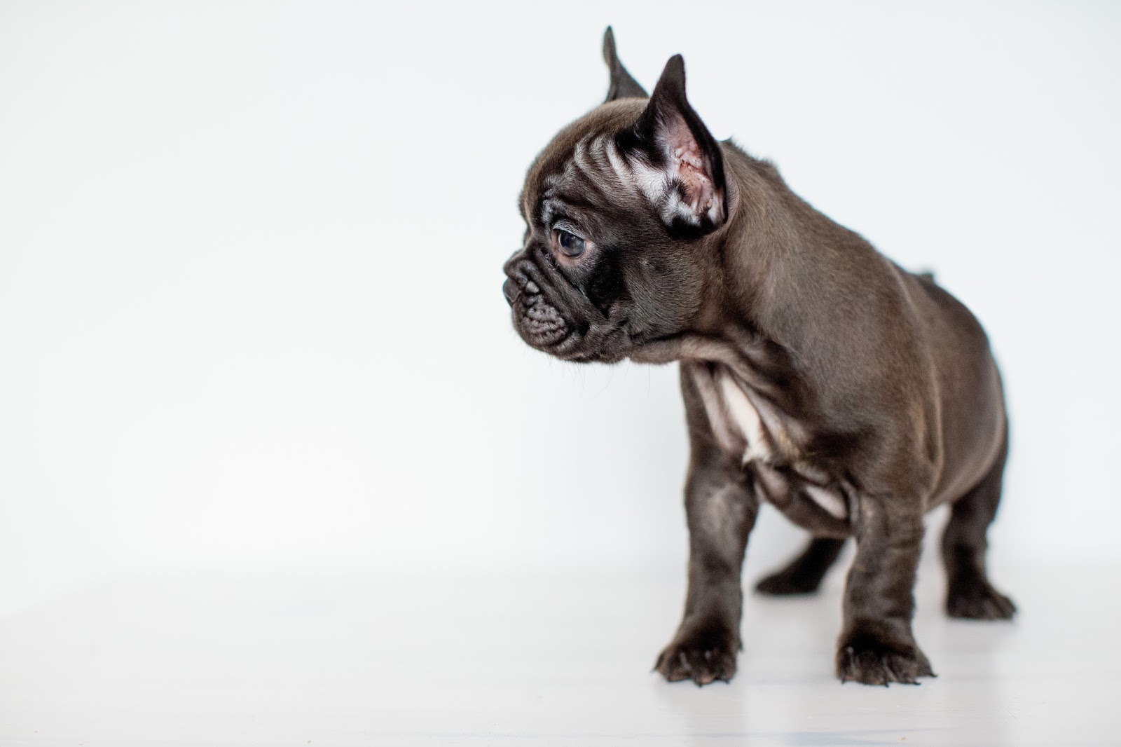 Buldogi Francuskie Hodowla by Paulina Więcek: listopada 2016