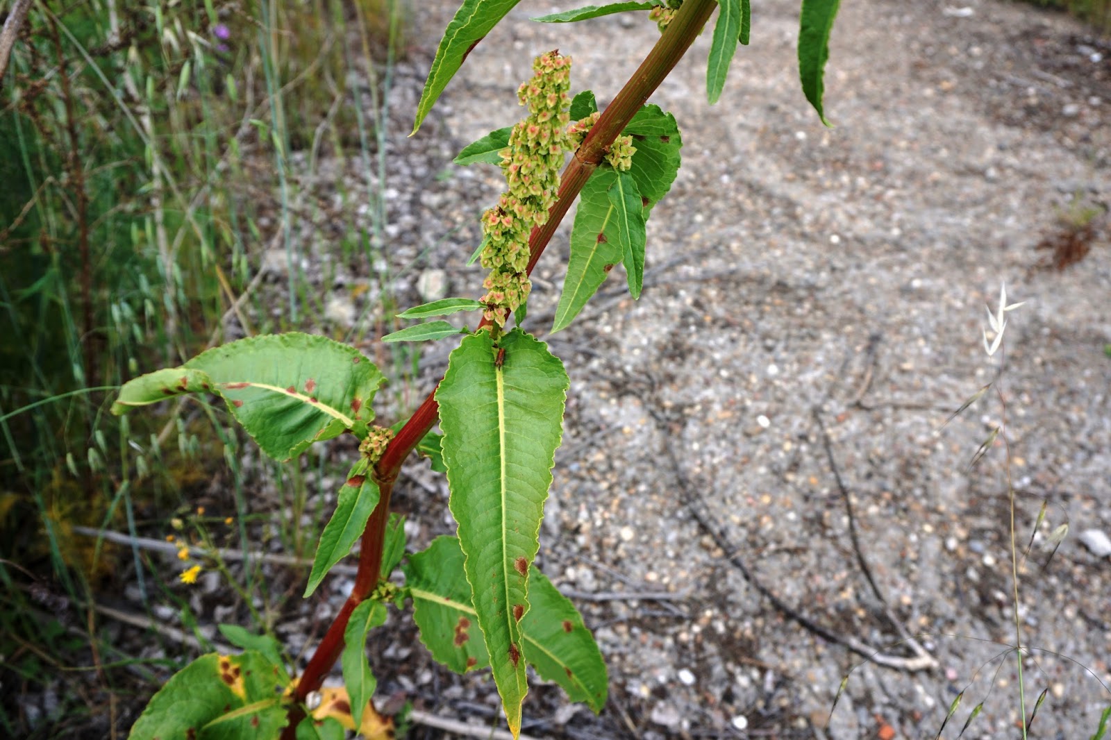 Plantas de Huerta Otea, Salamanca: Acedera brava (Rumex crispus)