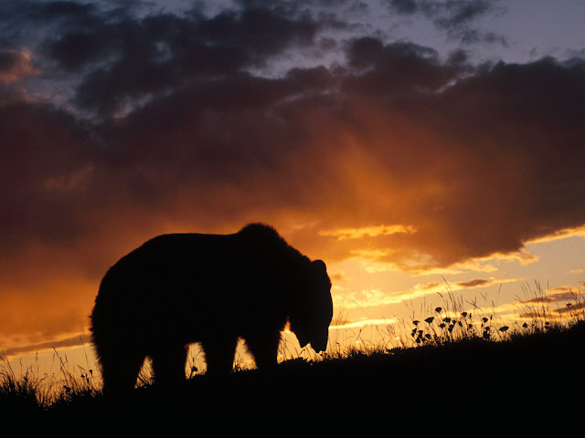 TIMOTHY TREADWELL (HERMANO OSO)