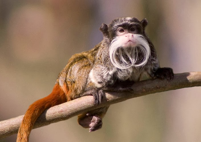 ANIMALEs EN LAs SOMBRAs.: Los 14 monos más raros del mundo.