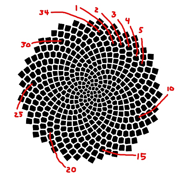 Lets Talk Maths Fibonacci Sequence In Sunflower lets-talk-maths-fibonacci-sequence-in-sunflower