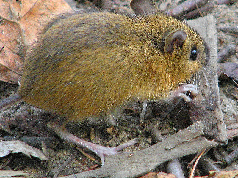 Adirondack Winter: Hibernating Jumping Mice - - The Adirondack Almanack