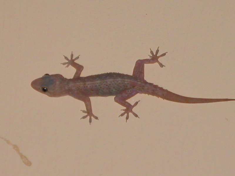 THE JUNGLE GRAPEVINE: Updates from the Field - Sri Lanka Wildlife ...