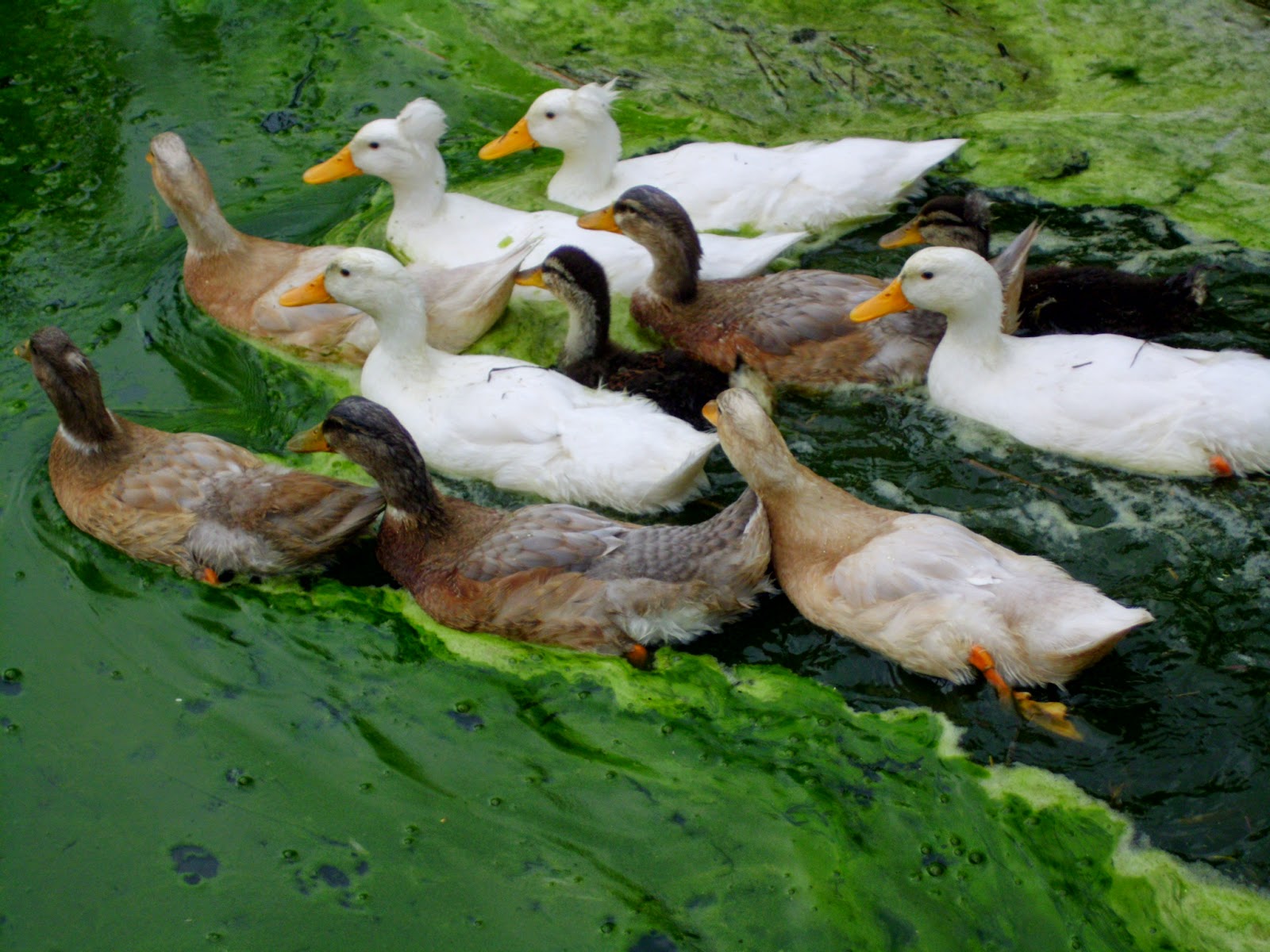 FERMA DE RATE SI GASTE: Rate