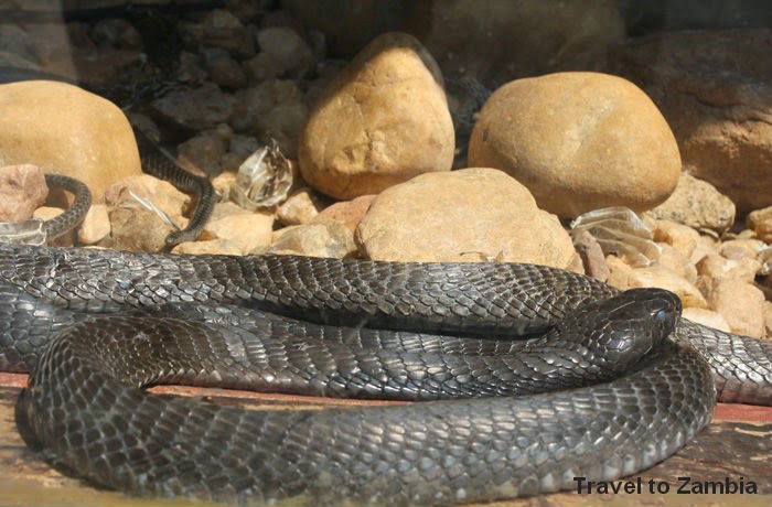 TravelZambia..,Lets Explore!!!: KALIMBA REPTILE PARK (KALIMBA CROCODILE ...