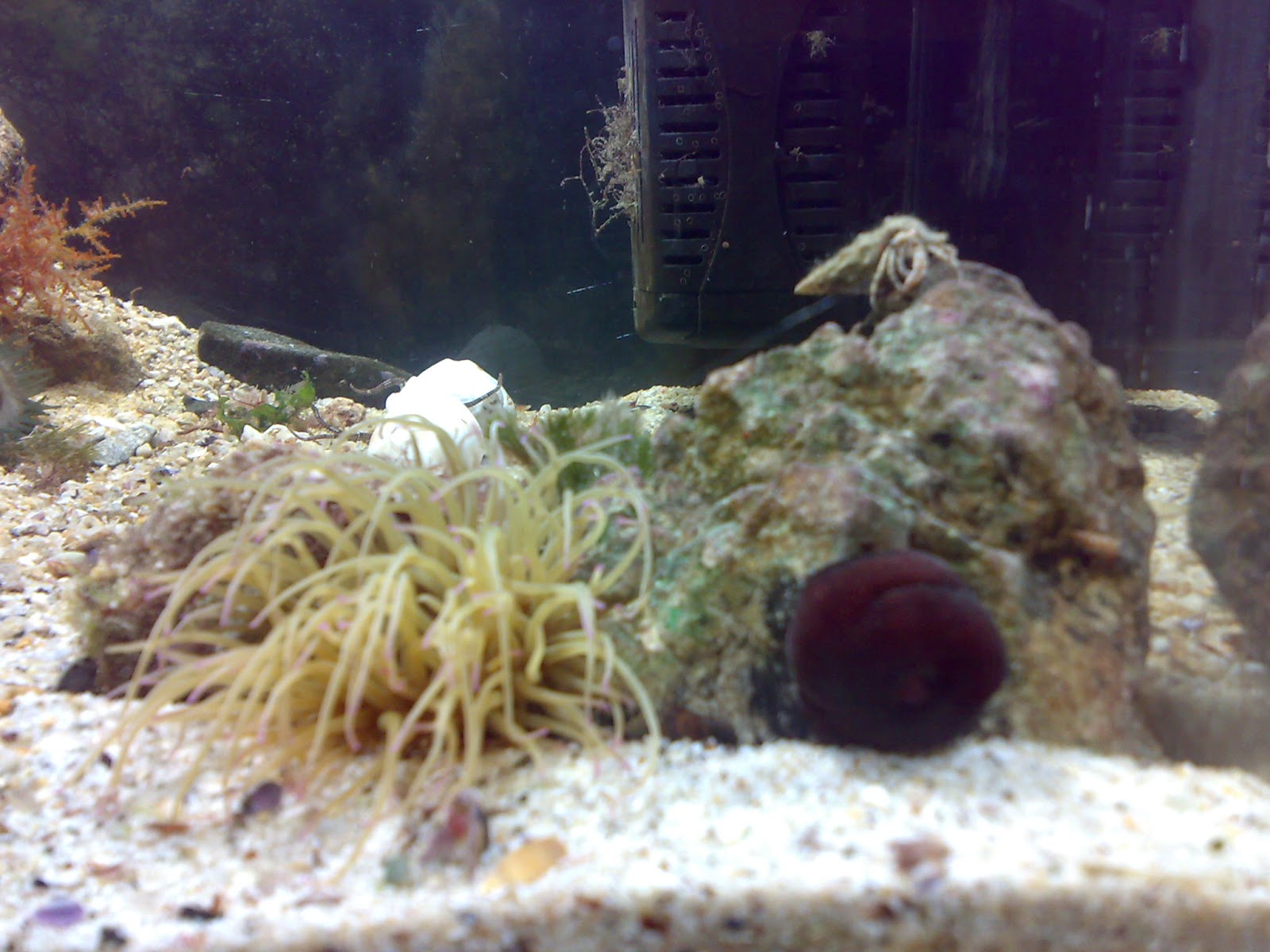 aqua-biotopes: Saltwater Biotope Aquarium