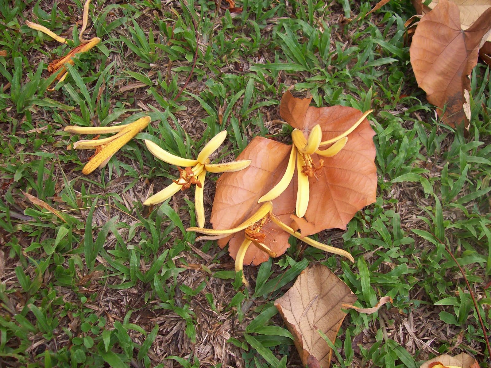 Indian flowers and herbs: Kanak Champa