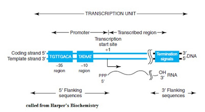 Biochemistry: RNA Synthesis