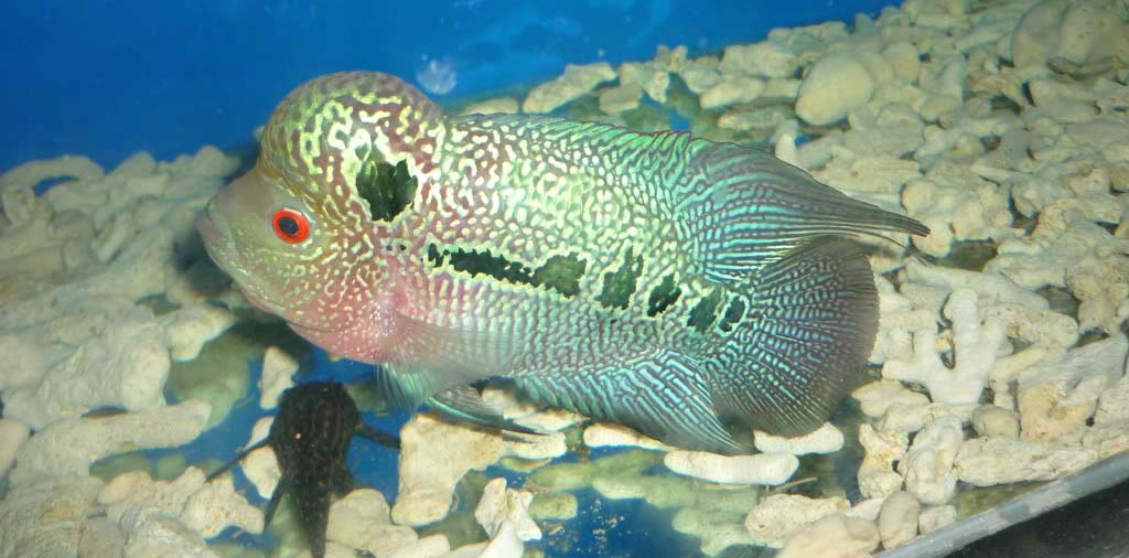 Flowerhorn The Hybrid Cichlids: King Kamfa 3